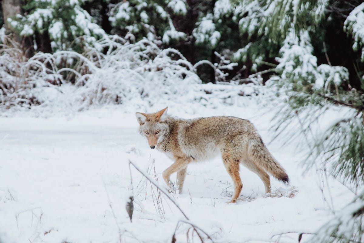 A Small Coyote Population Is Living In NYC