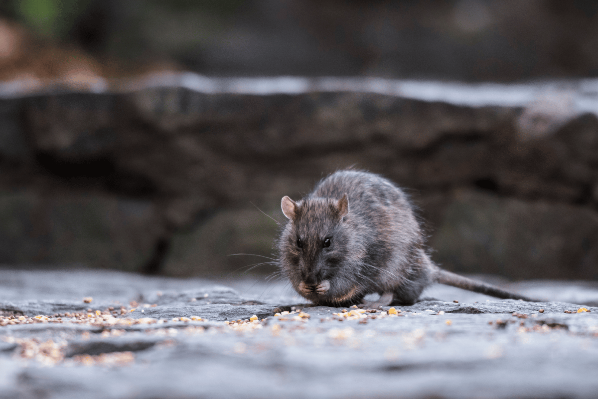 Rodent Sightings Are Expected To Be Worse This Year Than Last