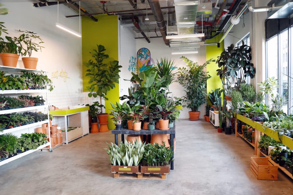 Horti PLAY Is Now Brooklyn's Largest Indoor Plant Store