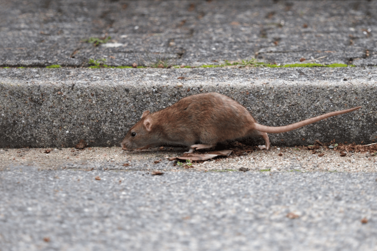 This Map Shows You Where Rats Have Been Hanging Out In NYC