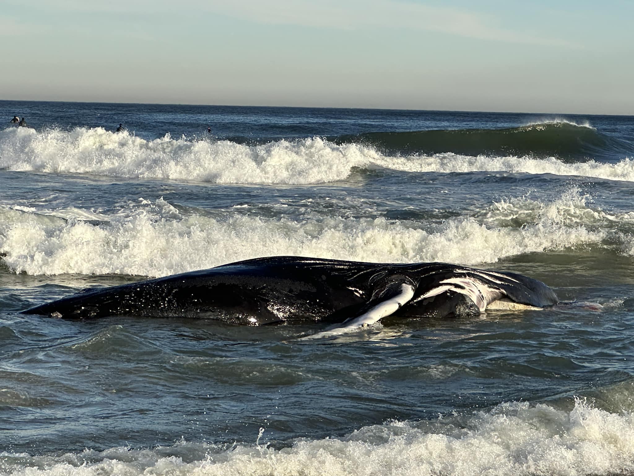 Ninth Dead Whale Washes Ashore In The NY-NJ Area