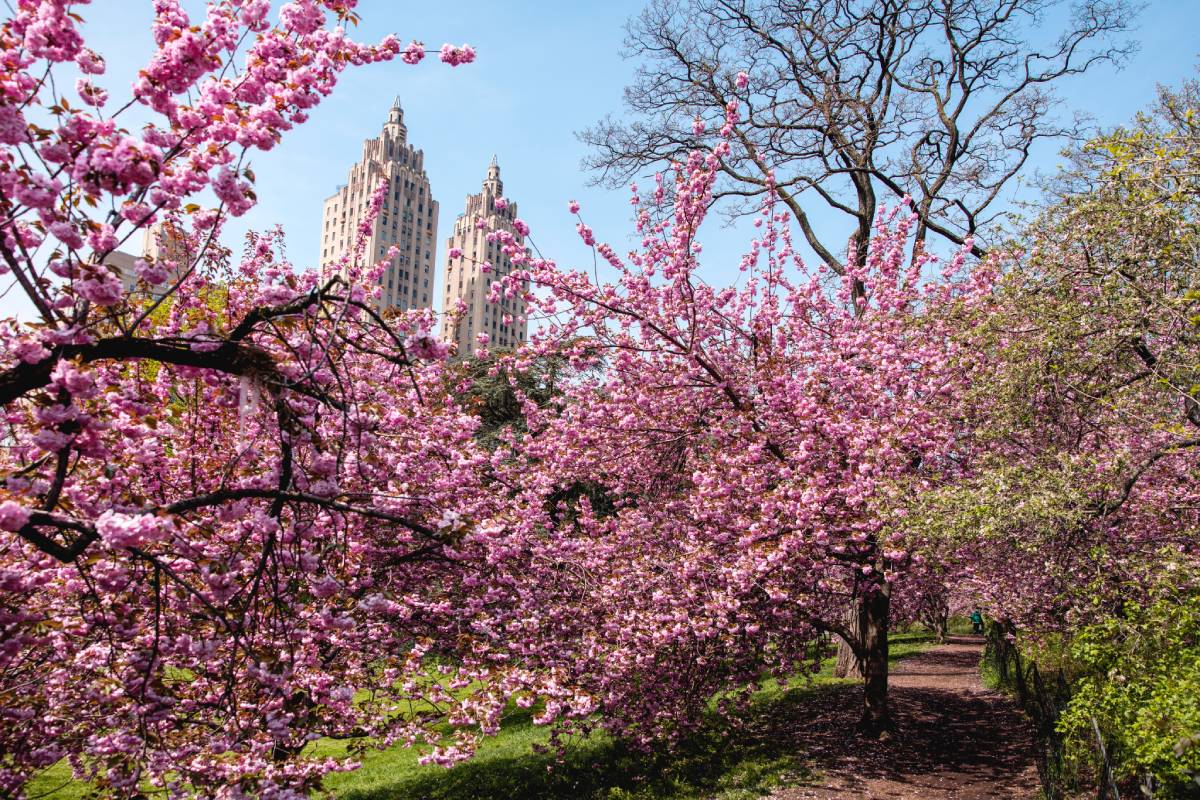 This Map Tracks Central Park's Cherry Blossoms - Secret NYC