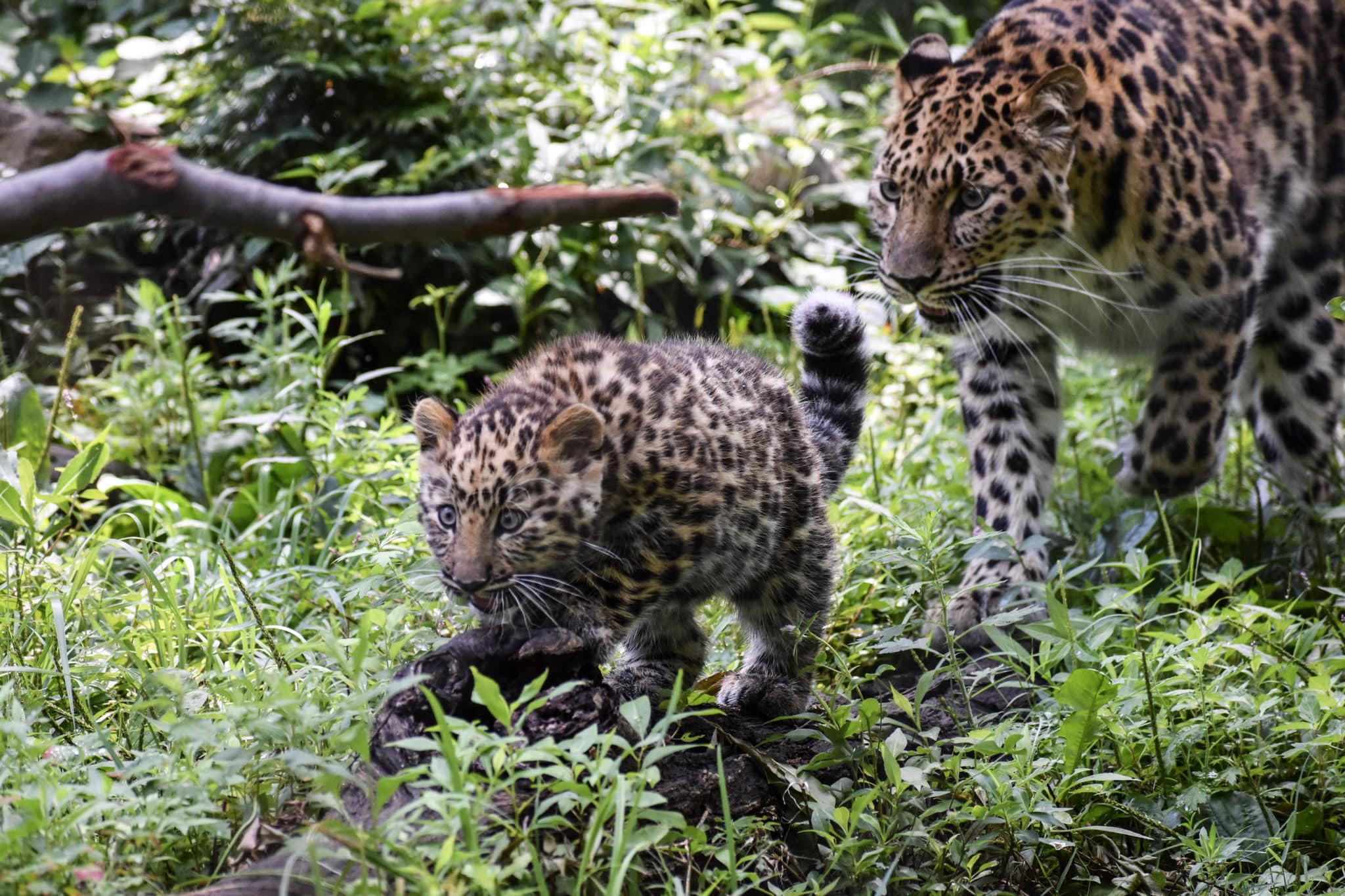 7 Must-Hit Zoos In NYC For A Day Of Fun - Secret NYC