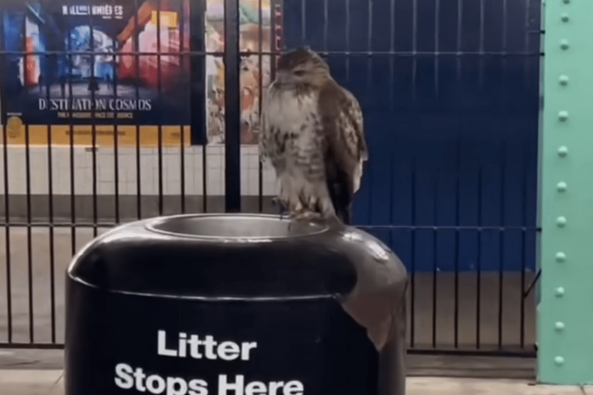 A Hawk Was Seen Perched Atop An NYC Subway Garbage Can