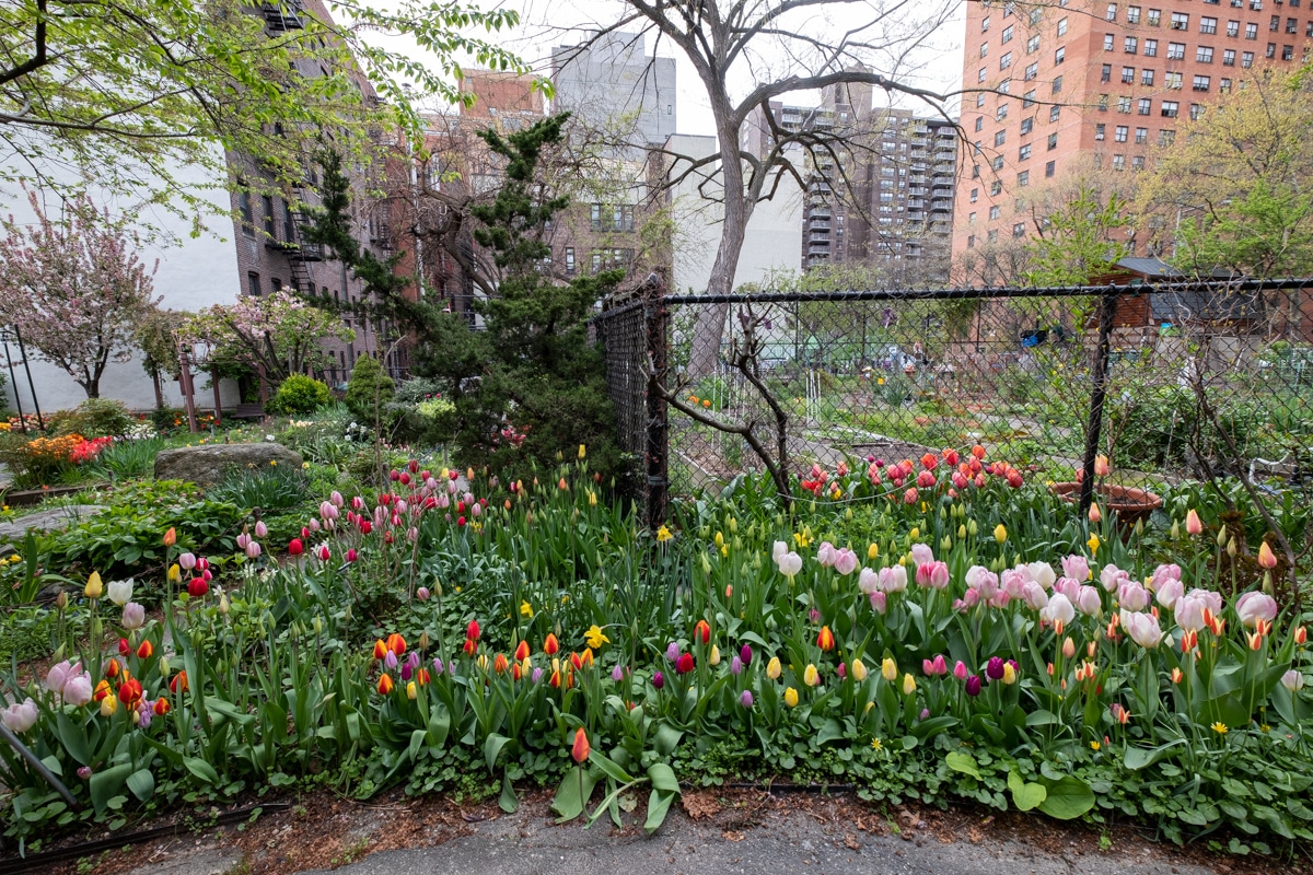 13,000+ Colorful Tulips Are Blooming In This UWS Garden