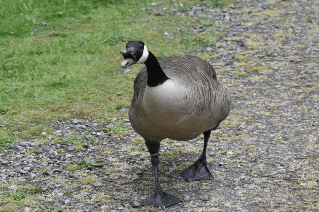 Beware Of The Fordham Goose Attacking Passersby On Campus