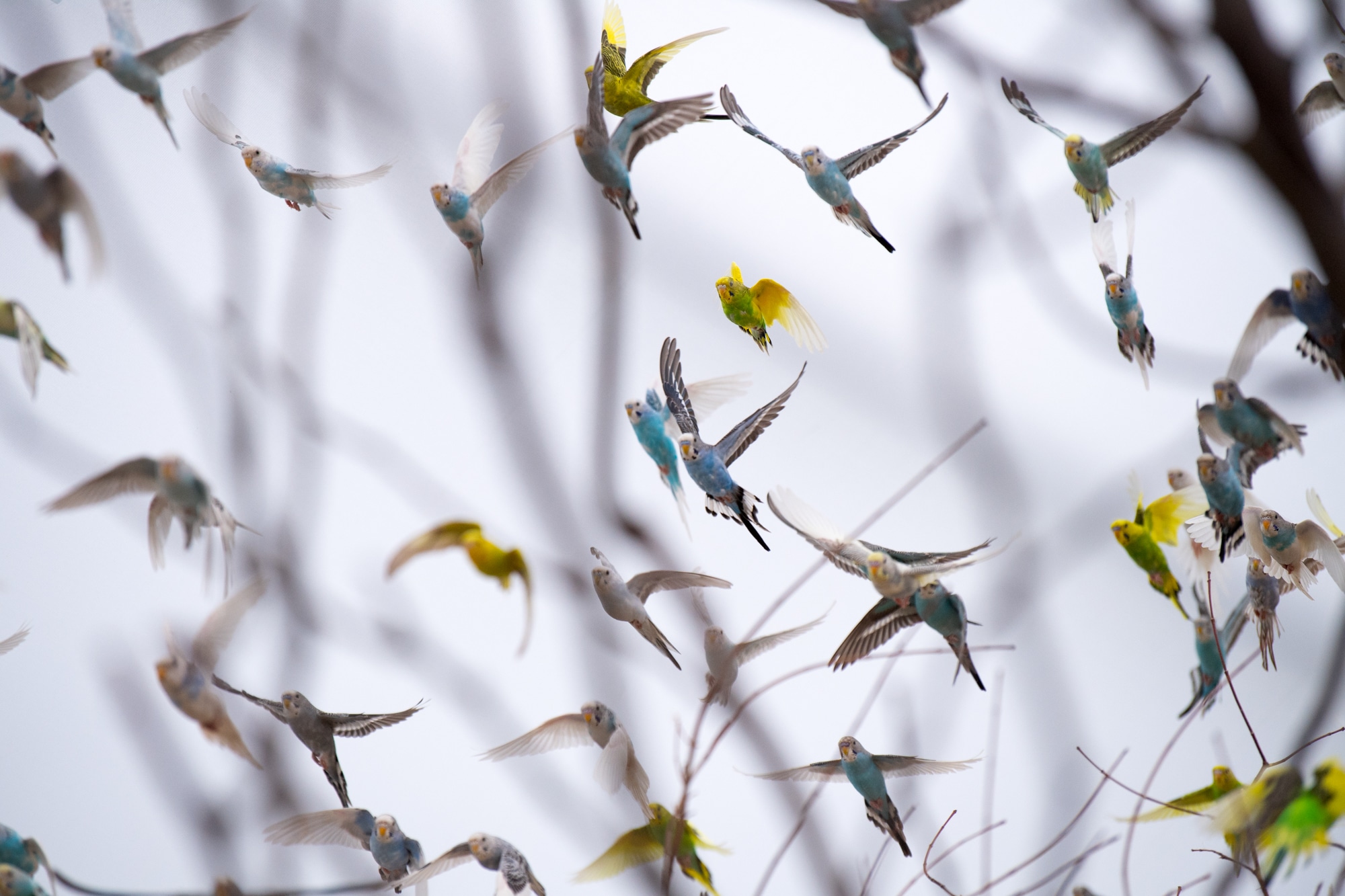 Budgie Landing Surrounds You With 1000+ Boisterous Birds