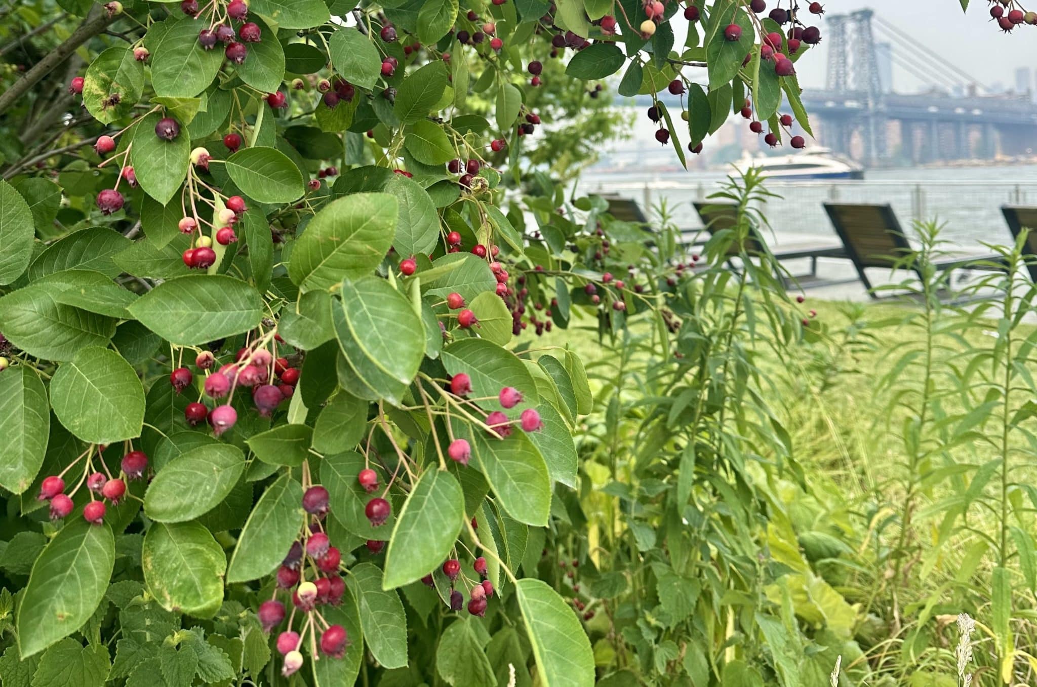 Juneberry Festival Takes Place At Domino Park This Weekend