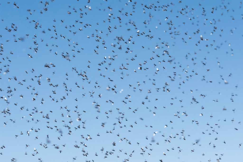 Gnat Like Insects Are Swarming Nyc