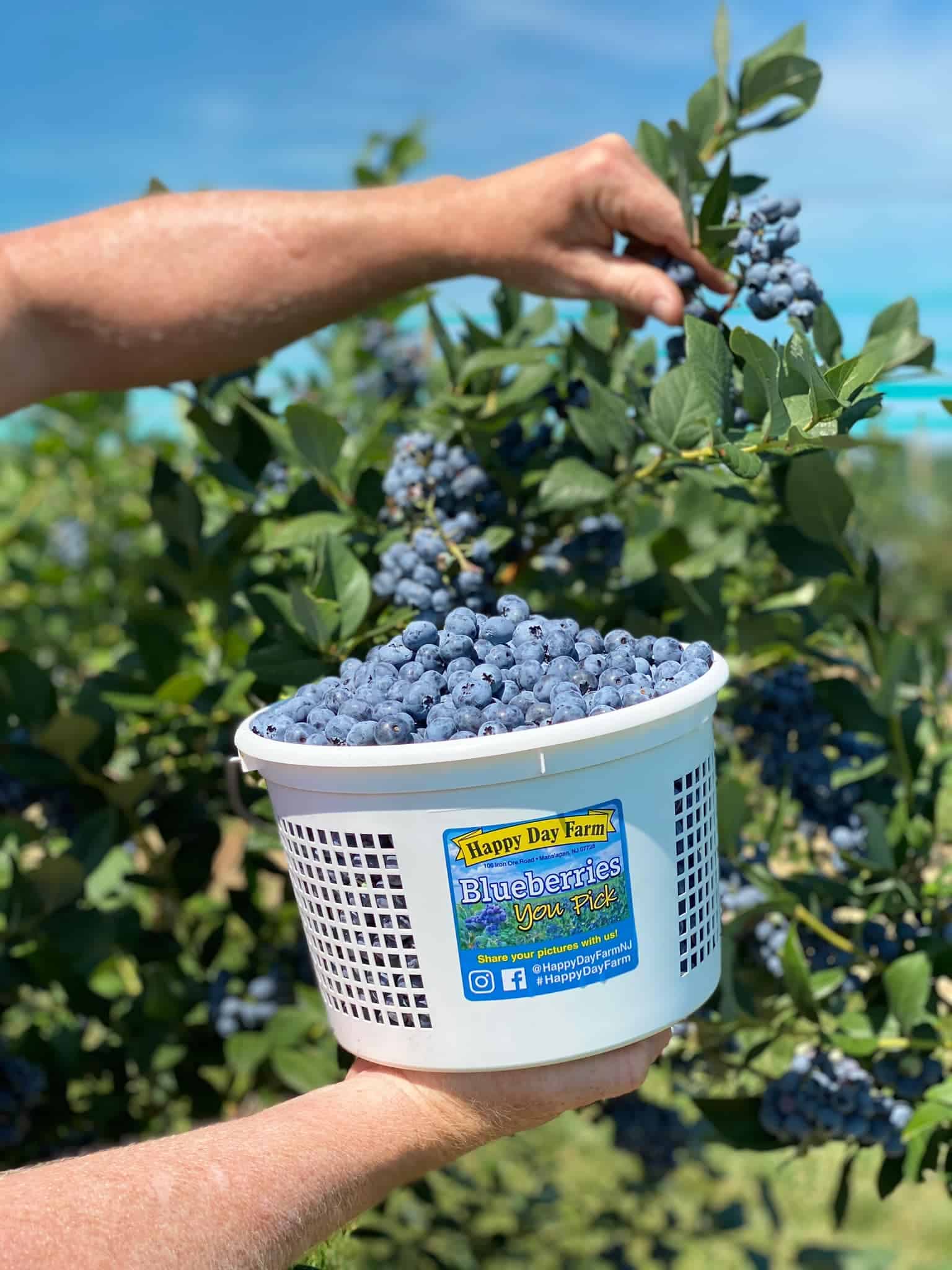 10 Best Spots For Fruit Picking Near NYC - Secret NYC