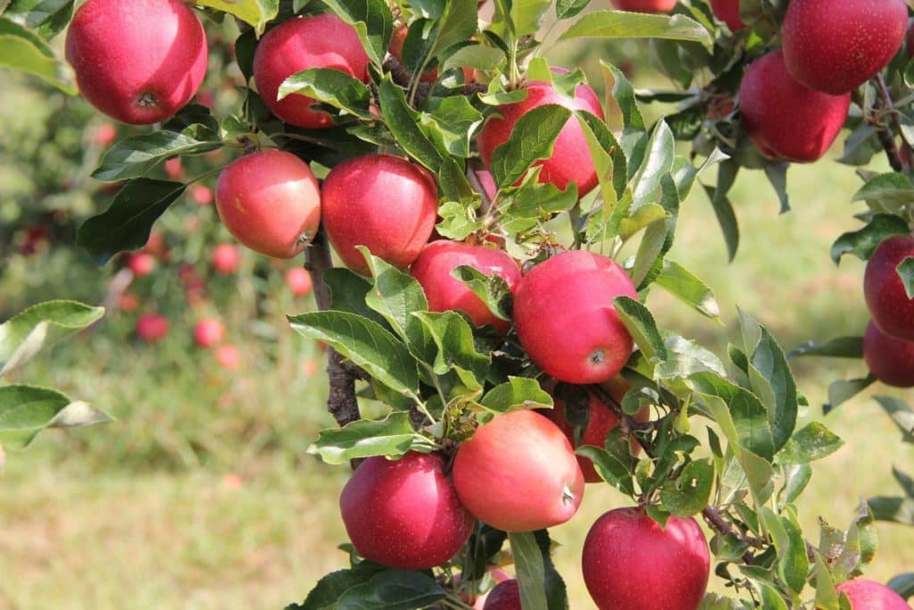 10 Best Spots For Fruit Picking Near NYC - Secret NYC