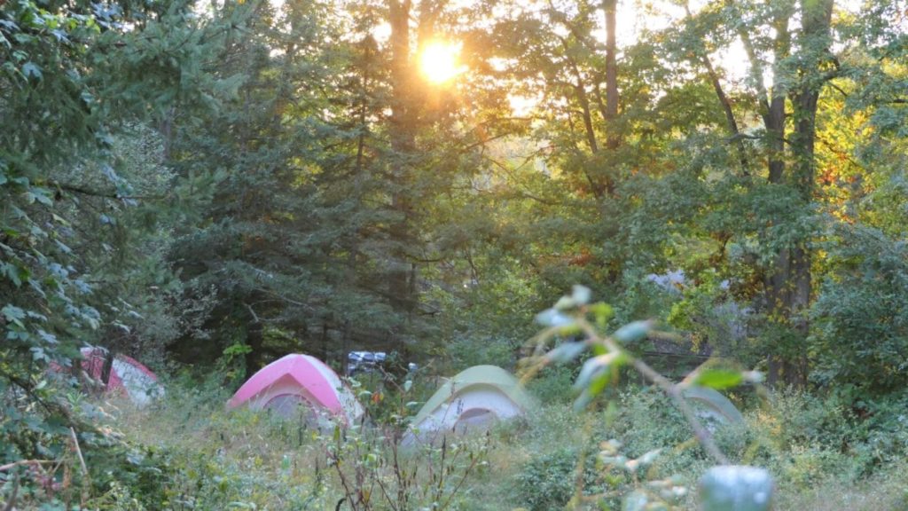 Sleeping With Wolves Lets You Camp Overnight With 30+ Wolves