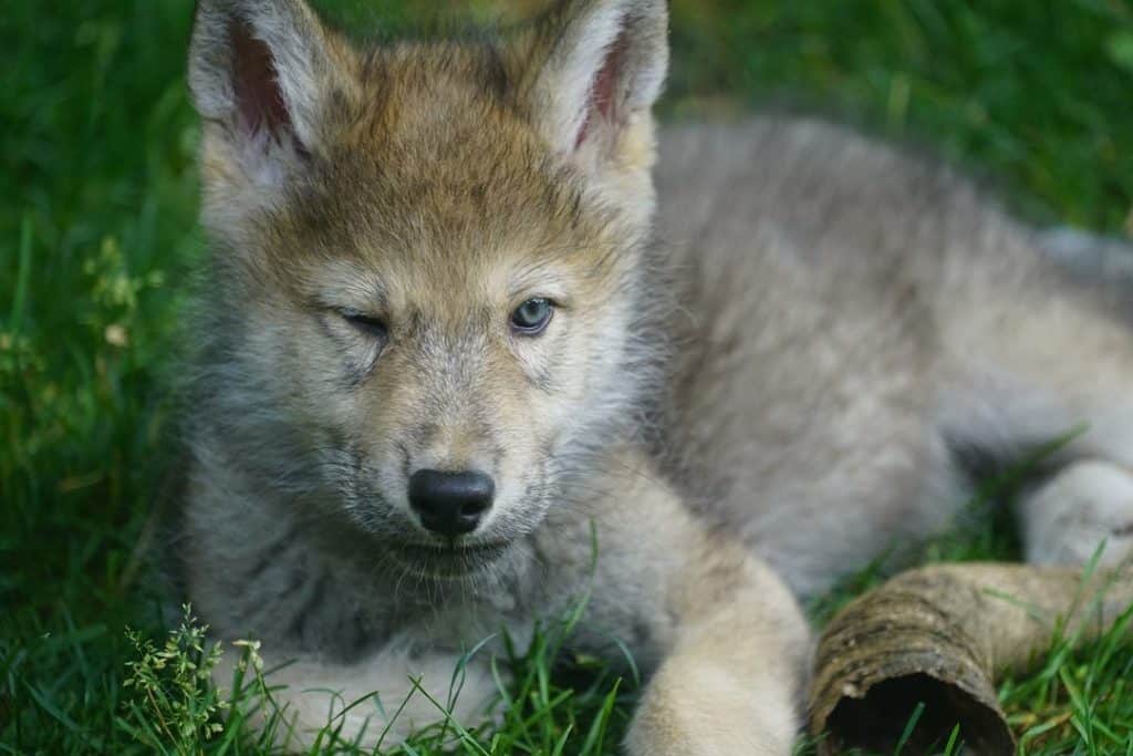 Sleeping With Wolves Lets You Camp Overnight With 30+ Wolves