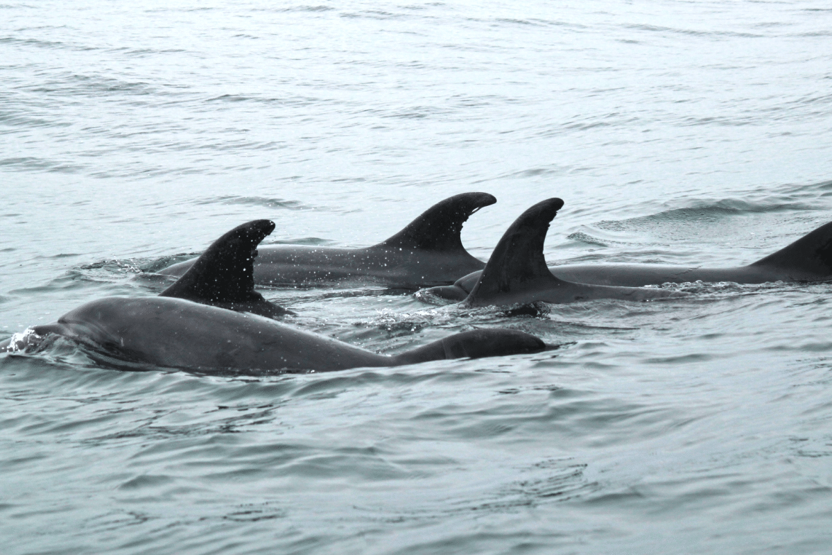 Dozens Of Dolphins Seen By The Verrazzano-Narrows Bridge