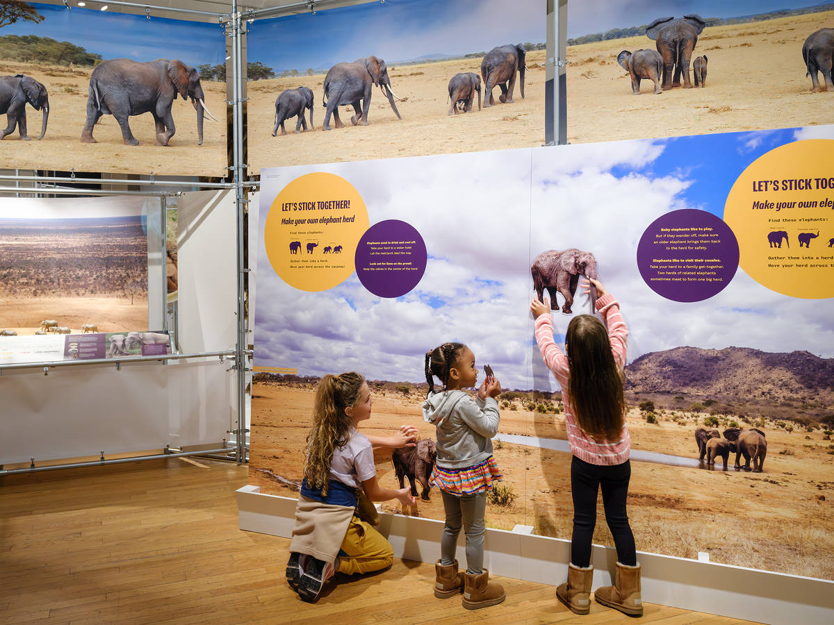 The Secret World Of Elephants Is Now Open At The AMNH