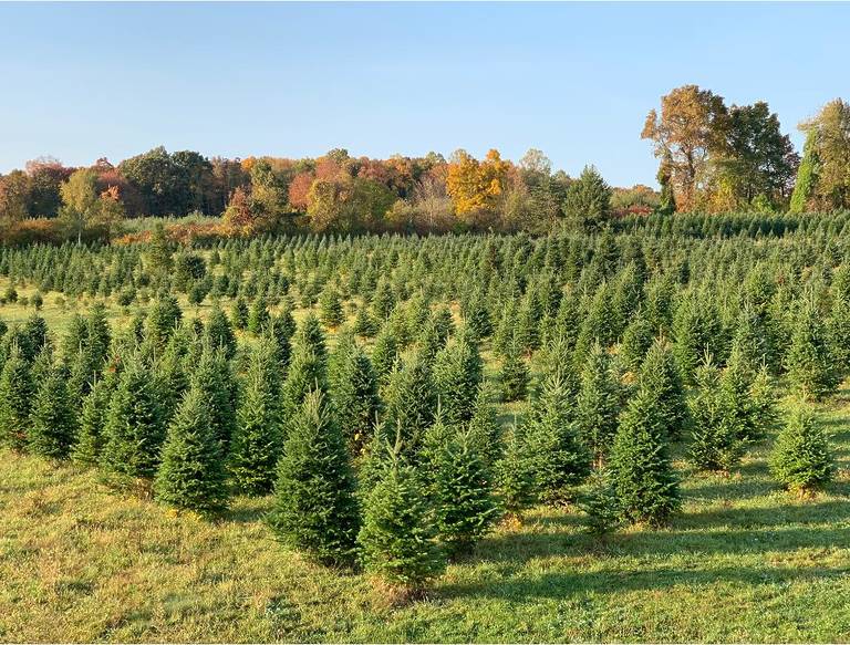10 Best Christmas Tree Farms Near NYC (2025)