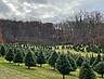 10 Best Christmas Tree Farms Near NYC (2025)