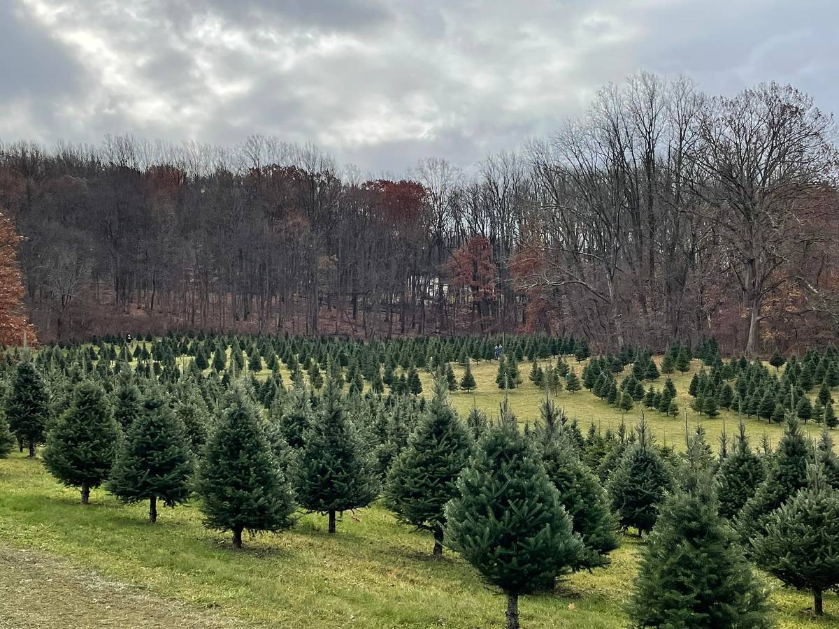 10 Best Christmas Tree Farms Near NYC (2025)