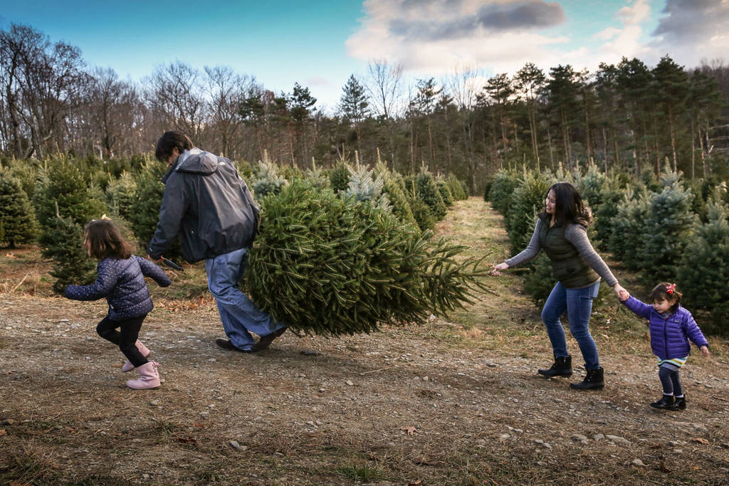 10 Best Christmas Tree Farms Near NYC (2025)