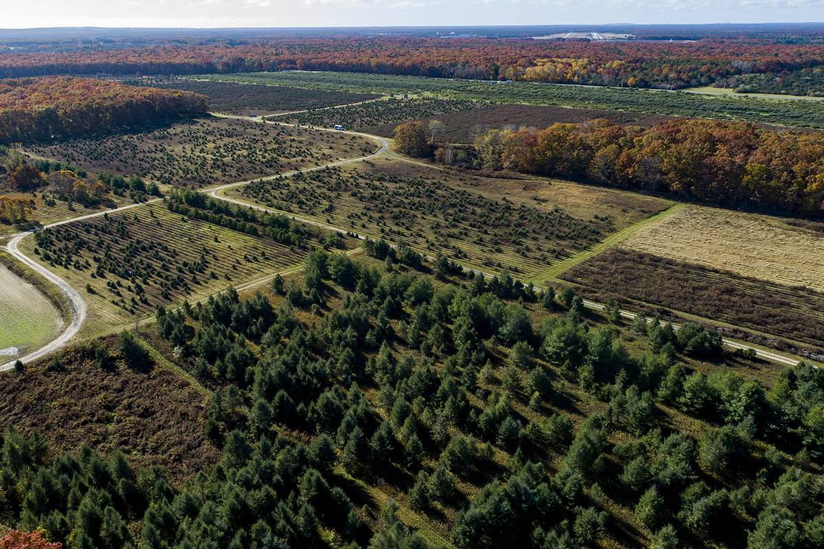 10 Best Christmas Tree Farms Near NYC (2025)