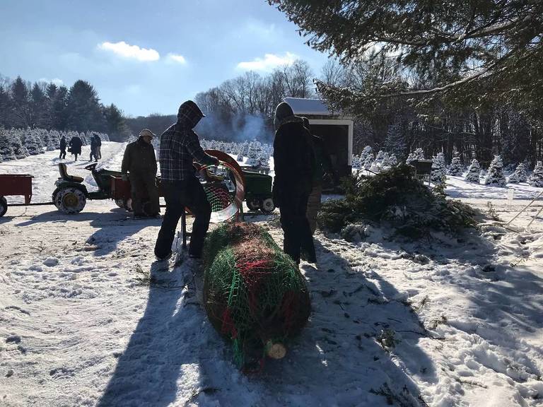 10 Best Christmas Tree Farms Near NYC (2025)