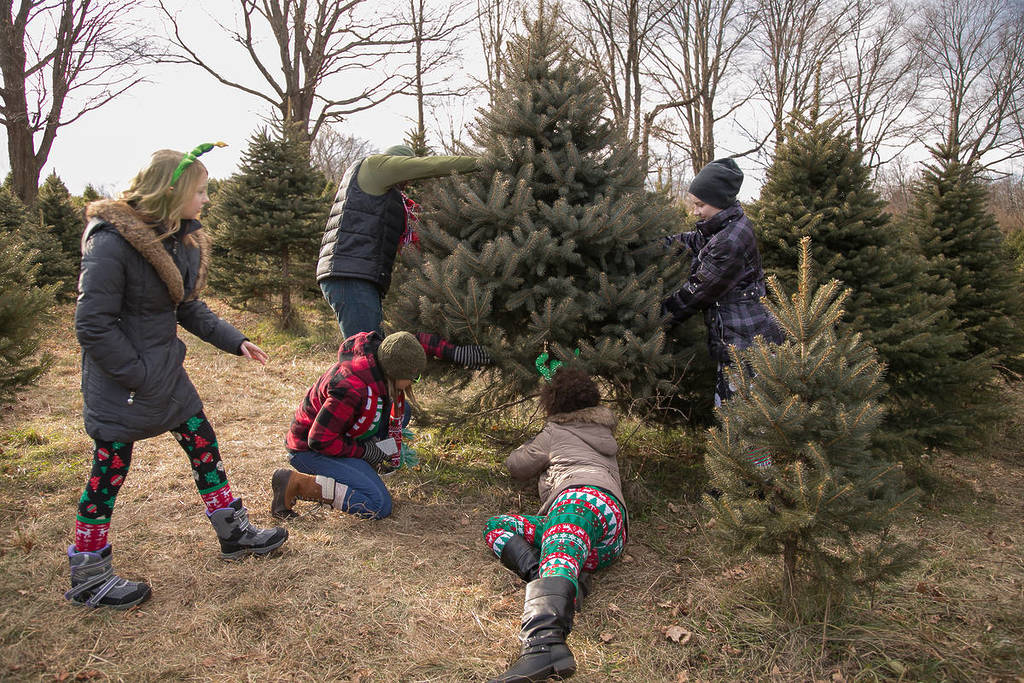10 Best Christmas Tree Farms Near NYC (2025)