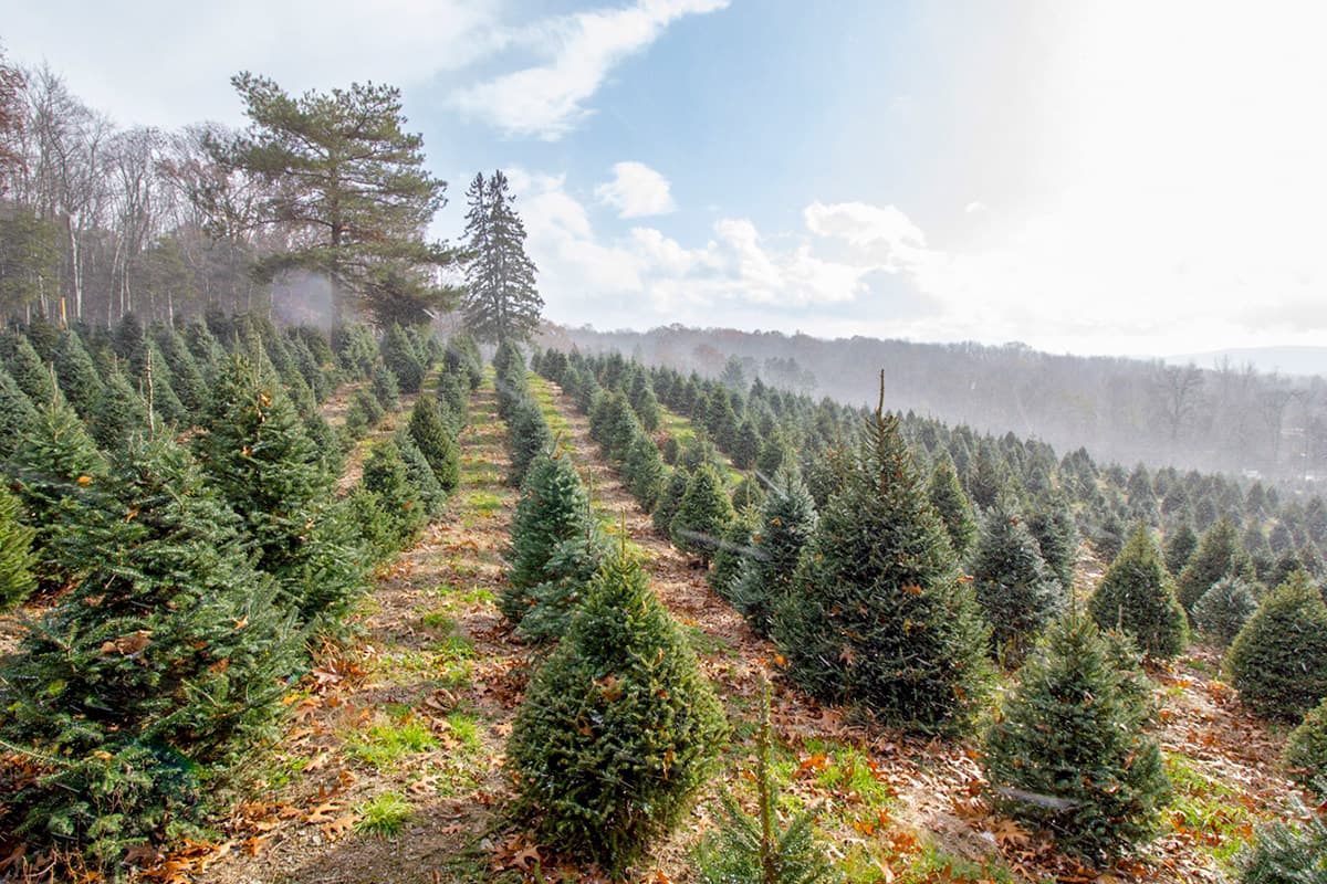 10 Best Christmas Tree Farms Near NYC (2025)