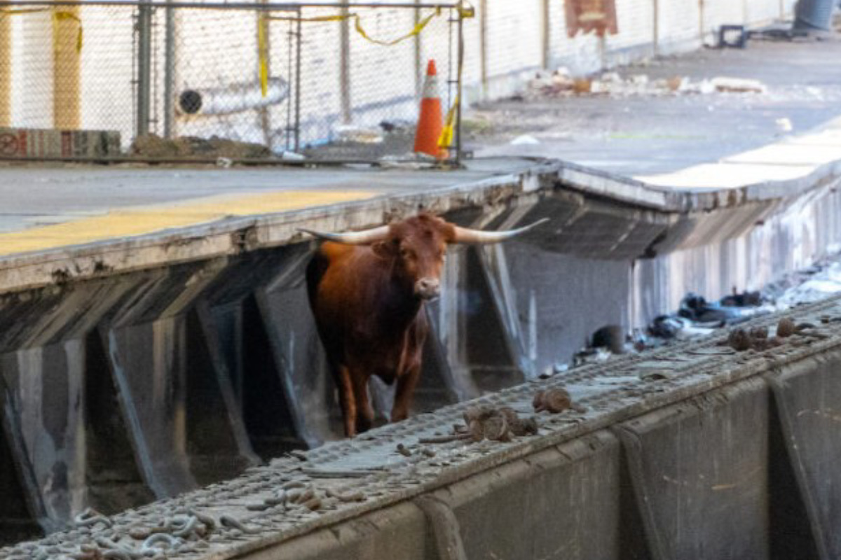 UPDATE: The Bull That Ran Loose On The Train Tracks Near Newark Penn ...