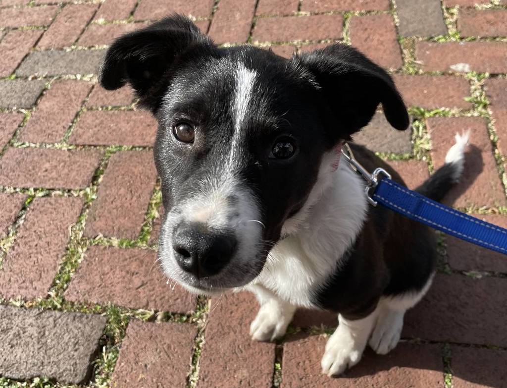 Get To Know Governors Island's New Resident Dogs