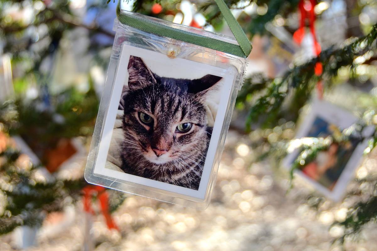 The Pet Memorial Christmas Tree Lets You Honor Your Late Pet