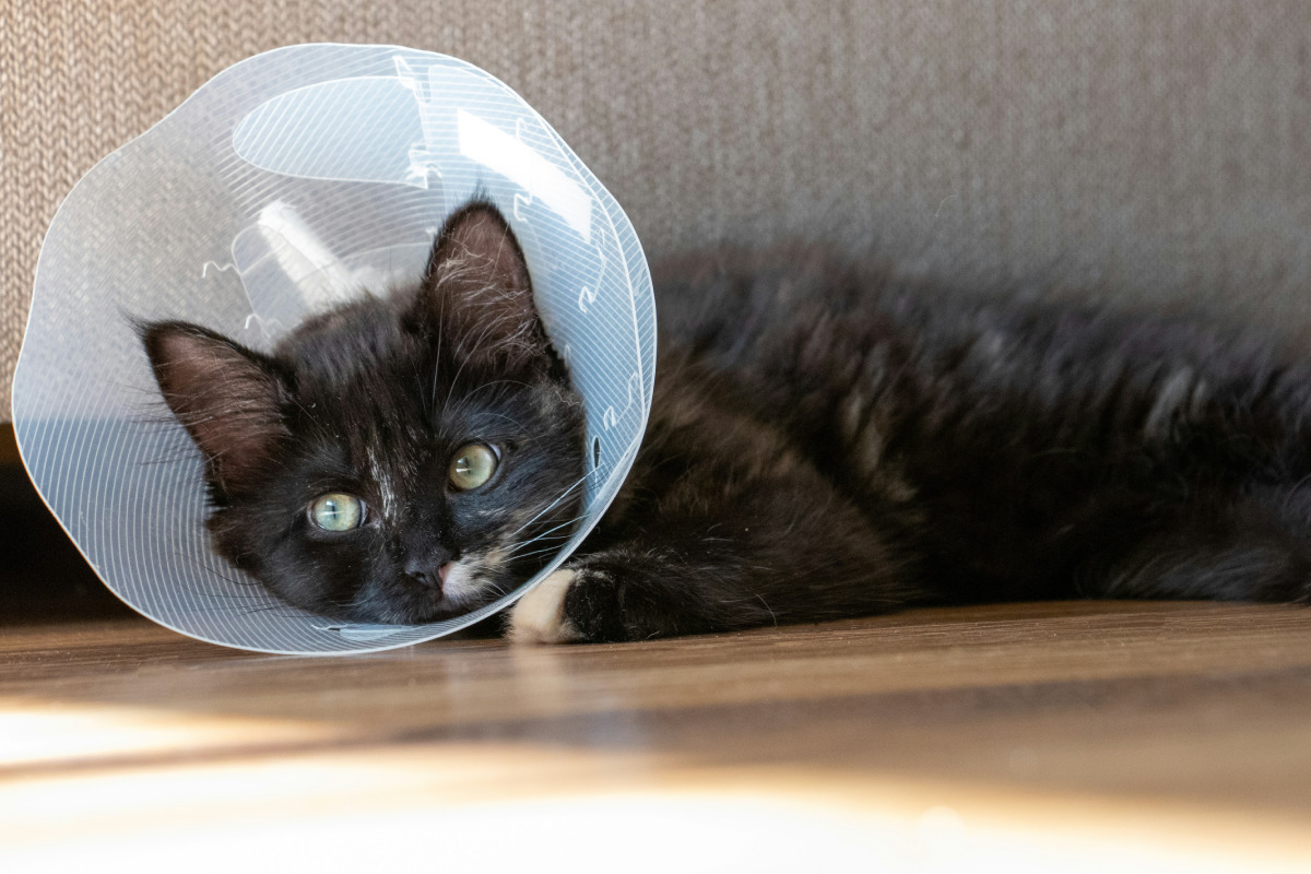 You Can 'Neuter Your Ex' For Valentine's Day