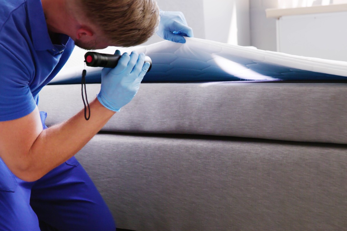 New York Is The 3rd Most Pest-Infested State In The Country