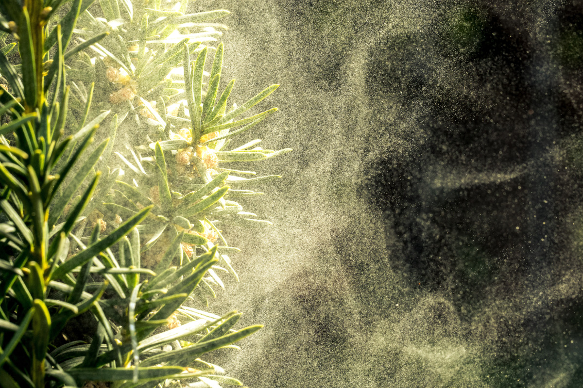 Allergy Season Has Already Hit NYC, Arriving Earlier Than Normal