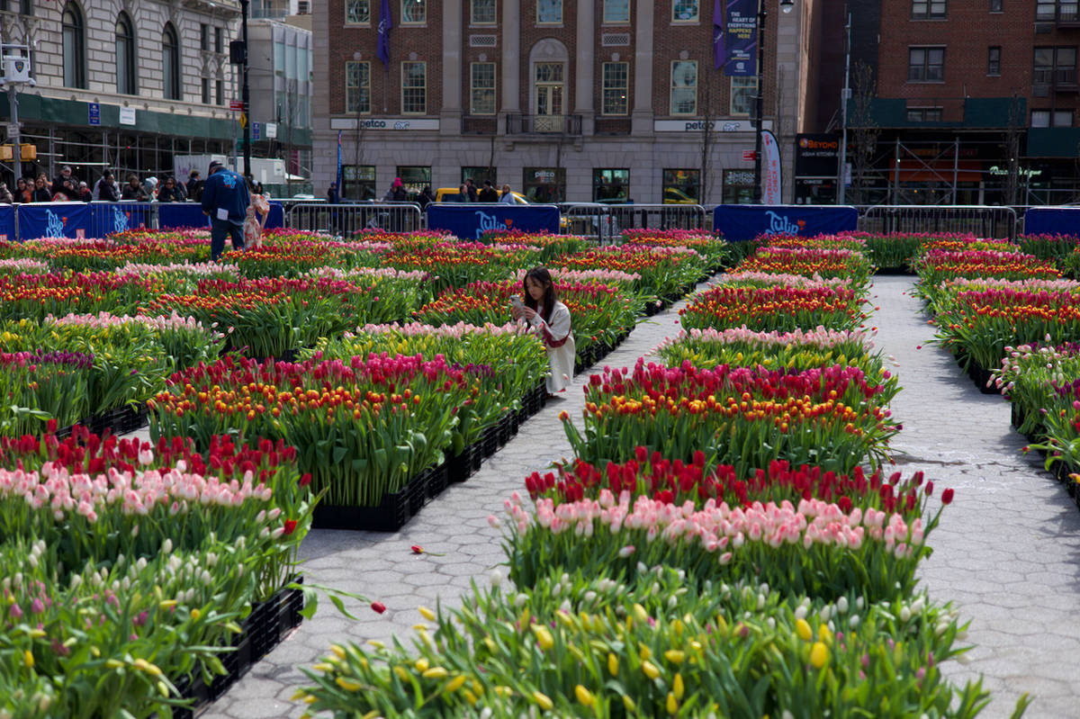 Tulip Day In NYC 2025: Everything You Need To Know