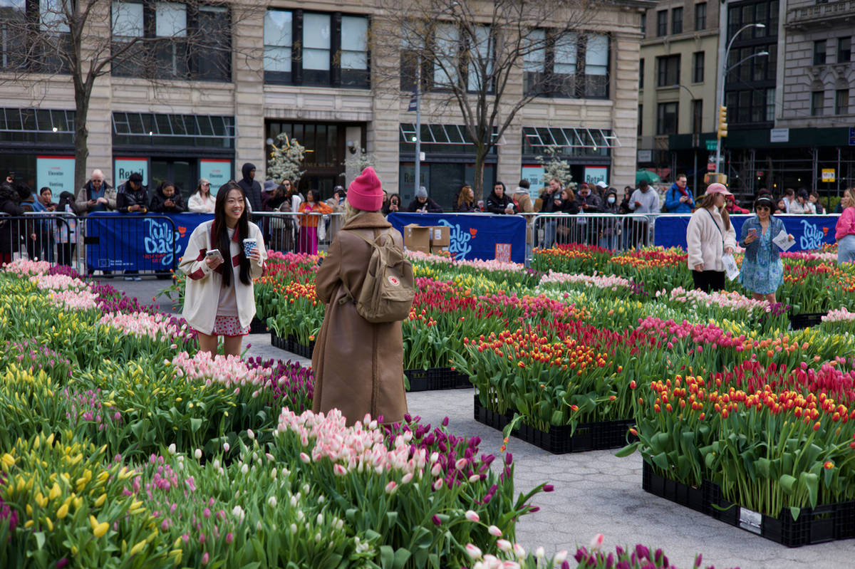 Tulip Day In NYC 2025: Everything You Need To Know