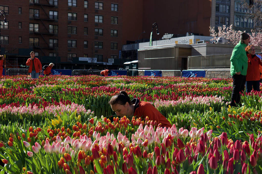Tulip Day In NYC 2025: Everything You Need To Know