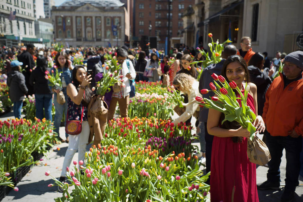 Tulip Day In NYC 2025: Everything You Need To Know