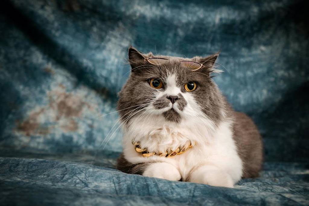 Animal Heirs: Why More People Are Creating Pet Trusts