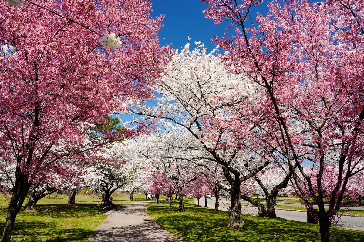 This Park Has The Most Cherry Blossom Trees In The U.S.