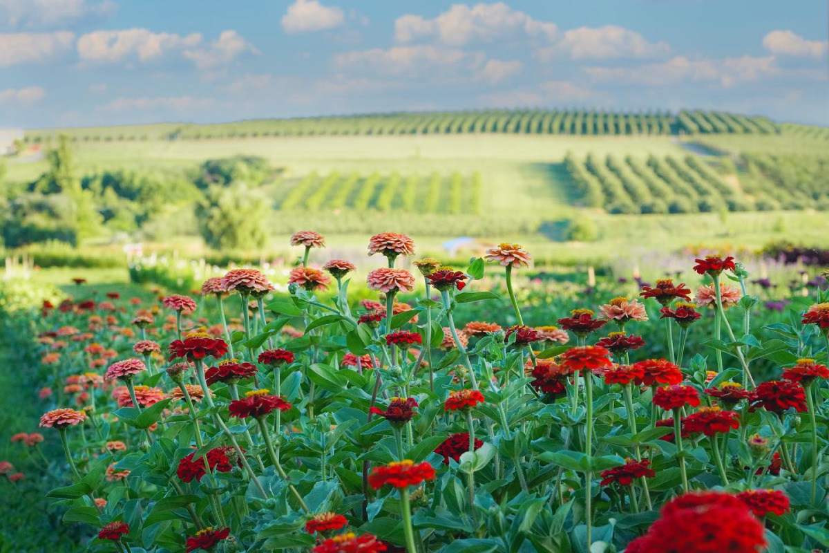 Hudson Wildflower Co.'s Wildflower Fields Are 2 Hours From NYC