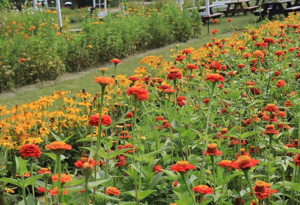 Hudson Wildflower Co.'s Wildflower Fields Are 2 Hours From NYC