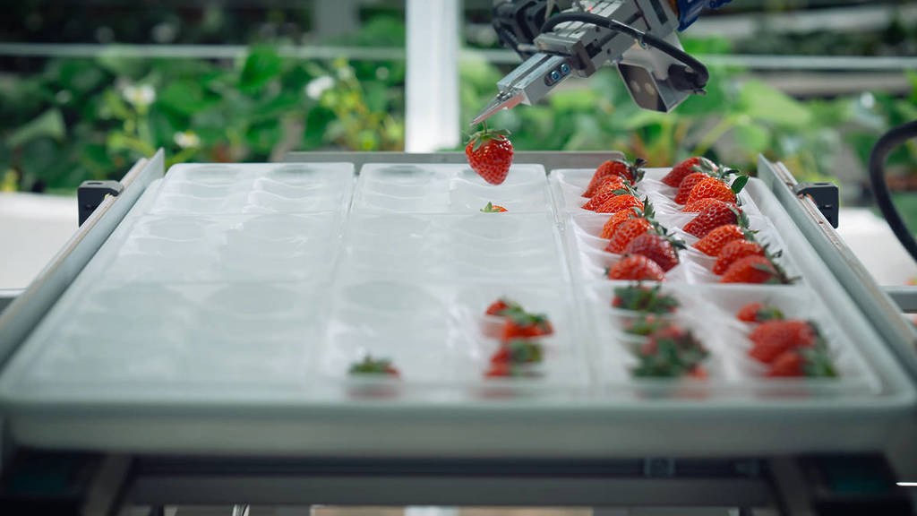 This Indoor Vertical Strawberry Farm Is 2 Hours From NYC