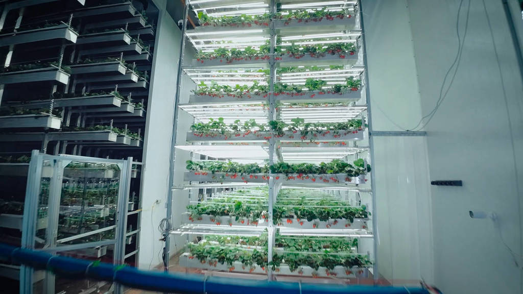 This Indoor Vertical Strawberry Farm Is 2 Hours From NYC