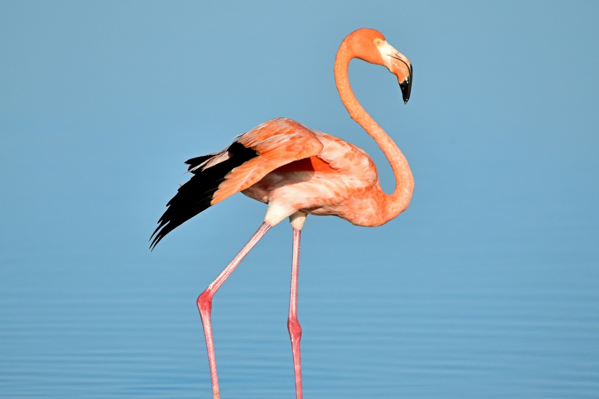 The First Flamingo Spotted In NYS In Decades Was Found On LI