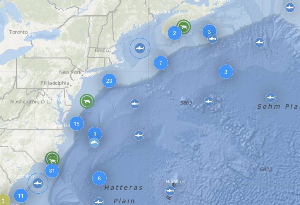 Watch Out For Sharks With This Interactive Shark Tracker