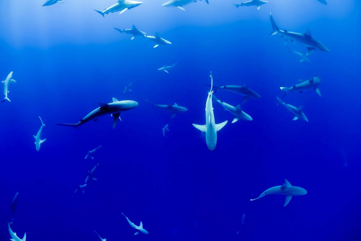 Una guardería de tiburones blancos alberga cientos de ejemplares en ...