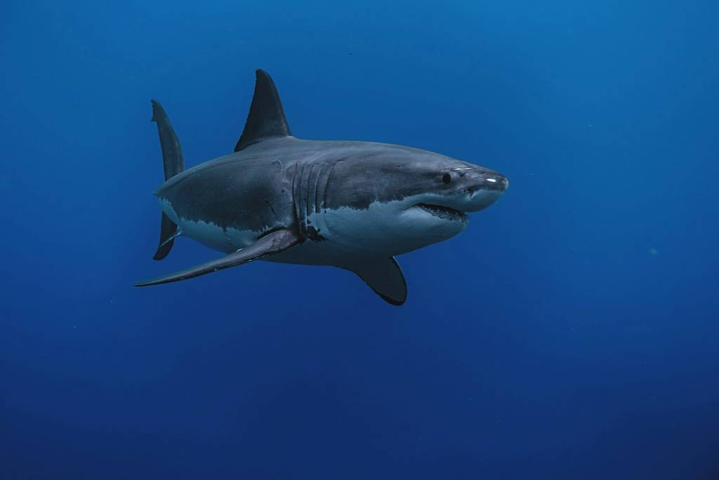 A Great White Shark Nursery Is Home To Hundreds In These NY Waters