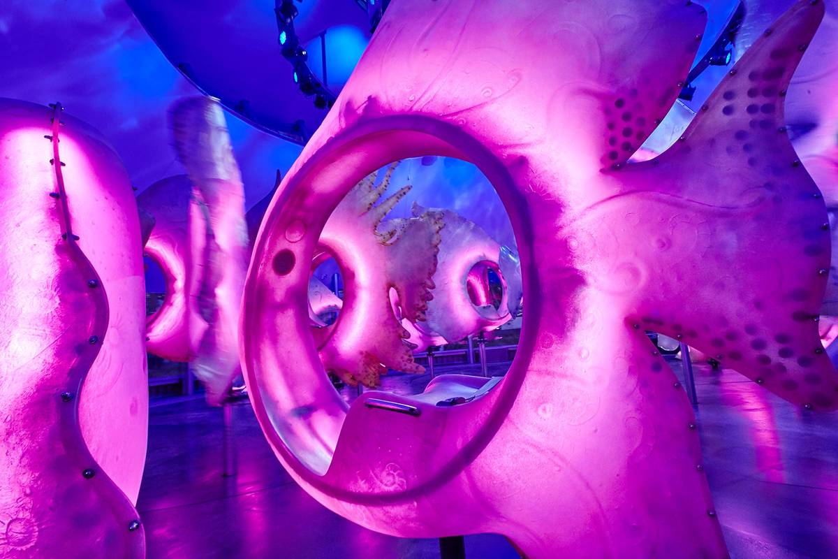 SeaGlass Carousel: Your Guide To The Magical Underwater Journey Your ...