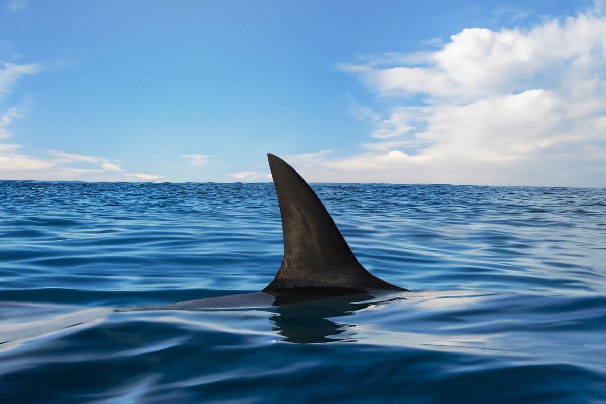 Shark Spotted Lurking In Rockaway Waters