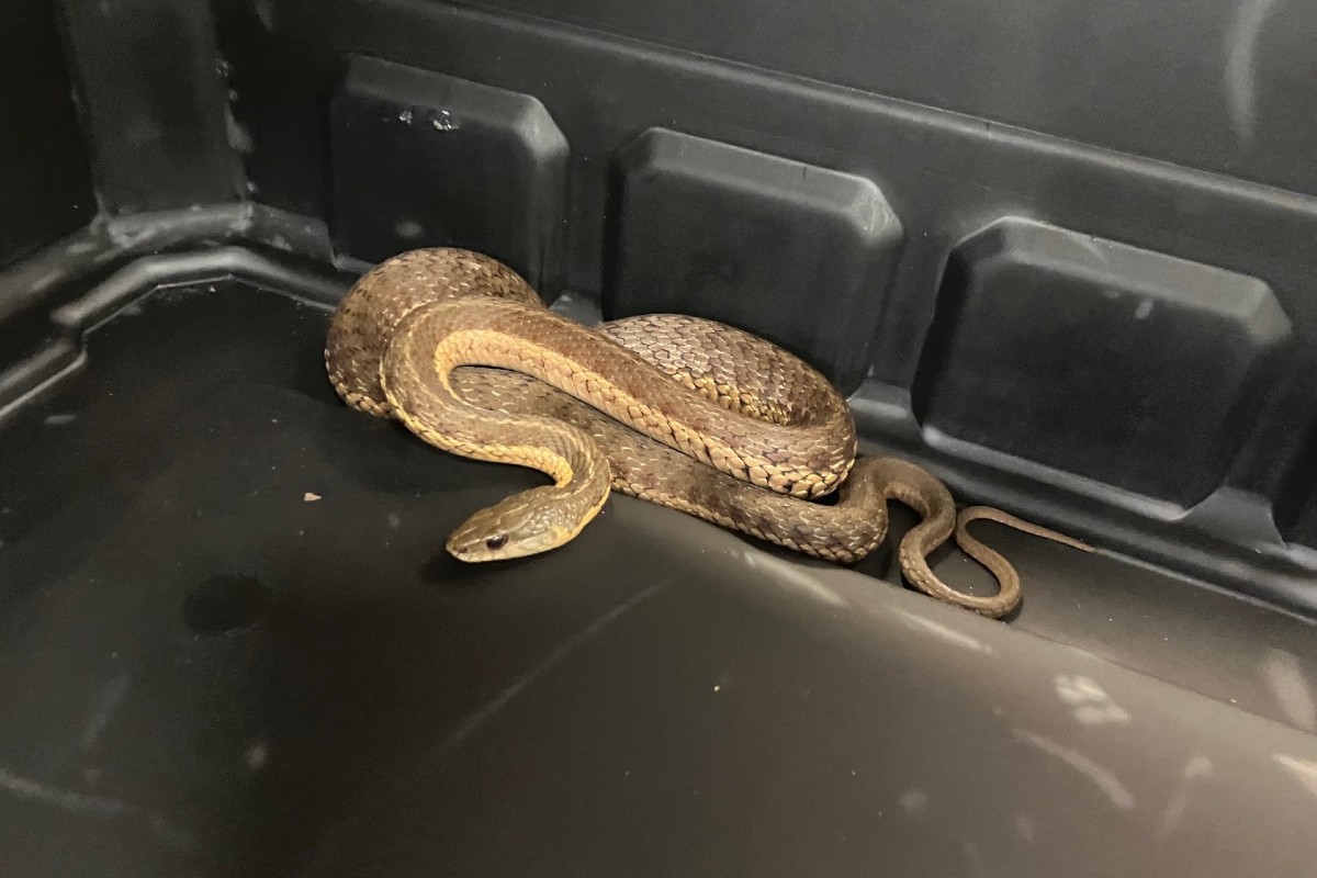 Snake Corralled After Slinking Around The West Village On Sunday